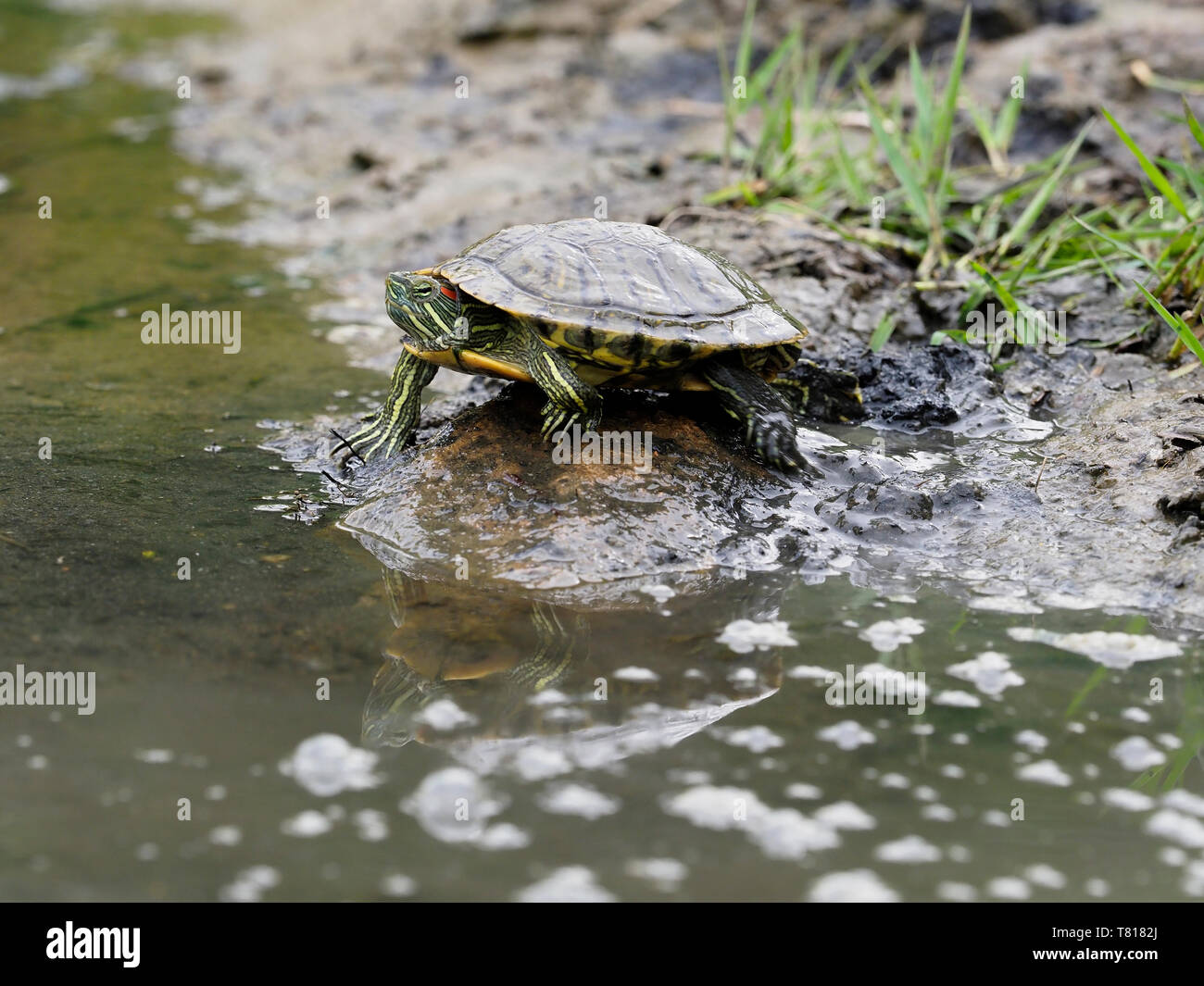 Red-eared slider, Trachemys scripta elegans, Bulgaria, April 2019 Stock ...