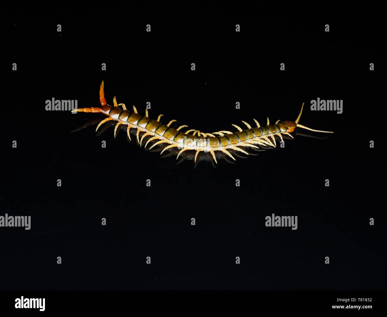 Scolopendra cingulata, also known as Megarian banded centipede and the ...