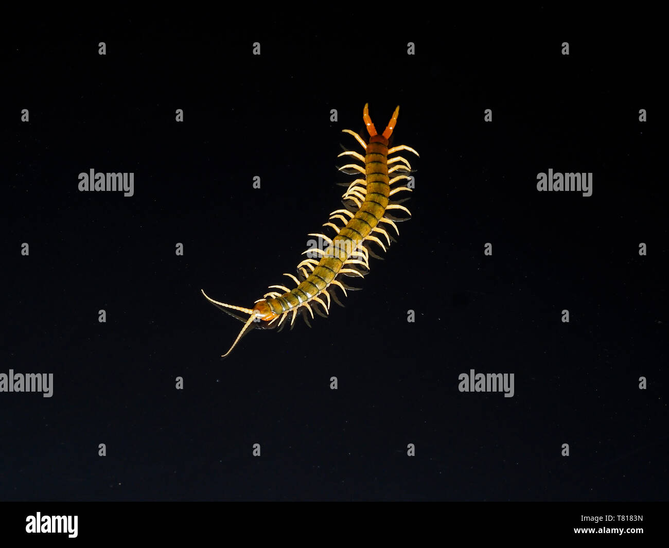 Scolopendra cingulata, also known as Megarian banded centipede and the ...