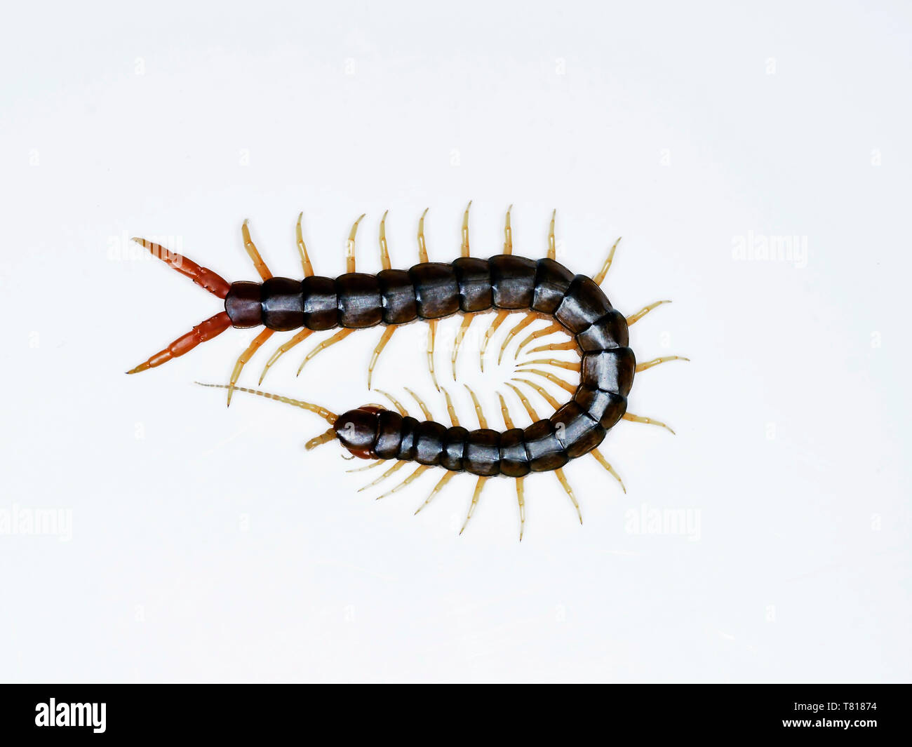 Scolopendra cingulata, also known as Megarian banded centipede and the ...