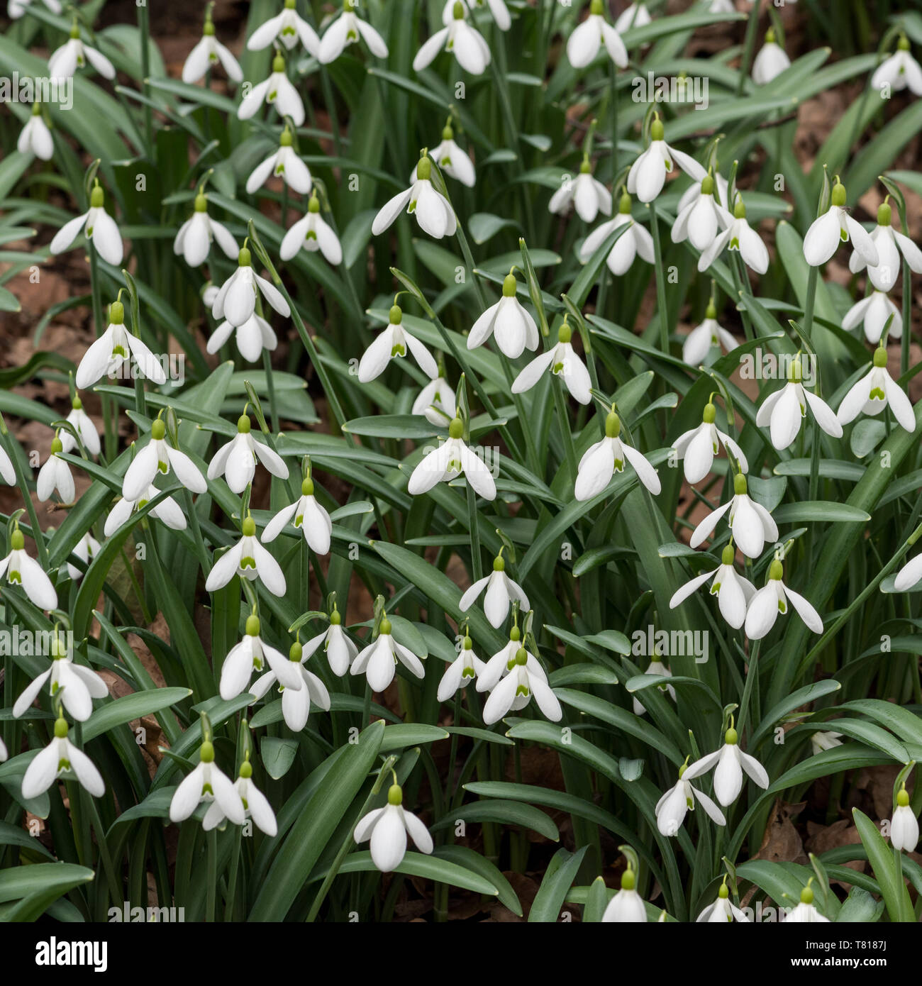 Bell shaped snowdrop hi-res stock photography and images - Alamy