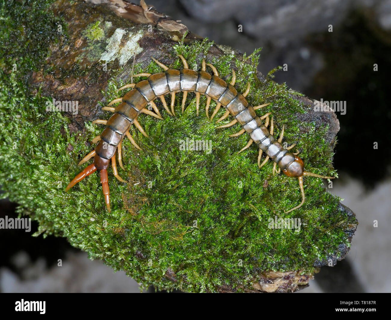 Megarian banded centipede hi-res stock photography and images - Alamy