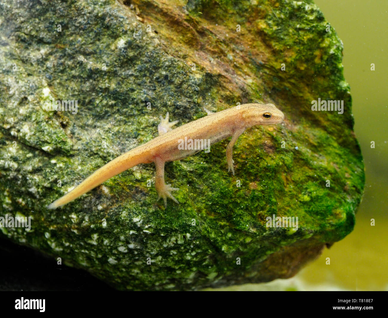 Lissotriton vulgaris newt europe hi-res stock photography and images ...