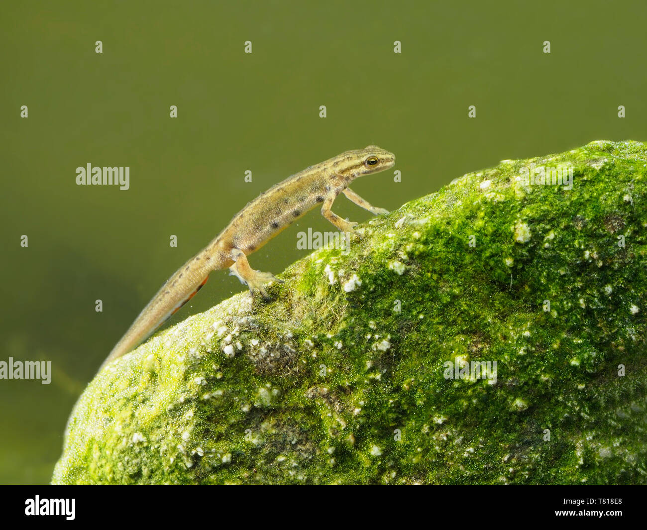 Smooth newt or common newt, Lissotriton vulgaris, Bulgaria, April 2019 ...