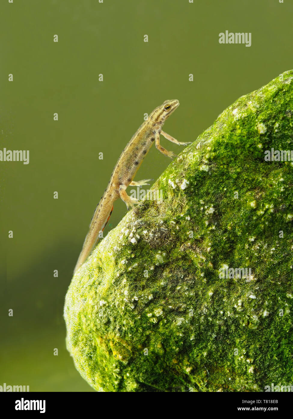 Smooth newt or common newt, Lissotriton vulgaris, Bulgaria, April 2019 ...