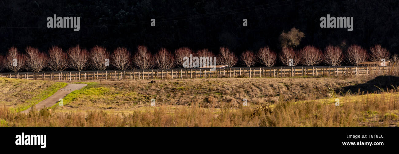 Winter tree & fence line, Carmel Valley, Monterey County California ...