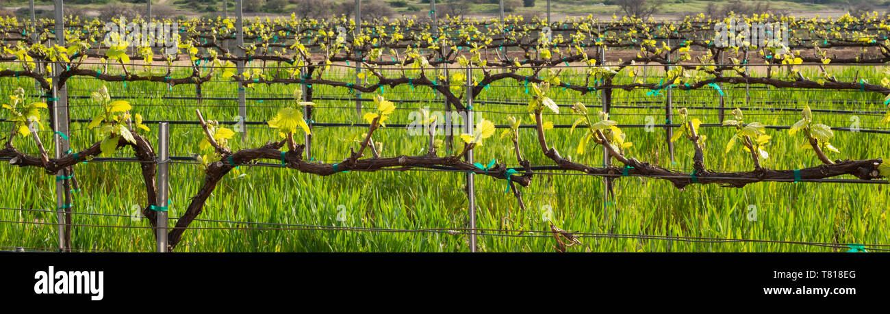 Vineyard in spring hi-res stock photography and images - Alamy