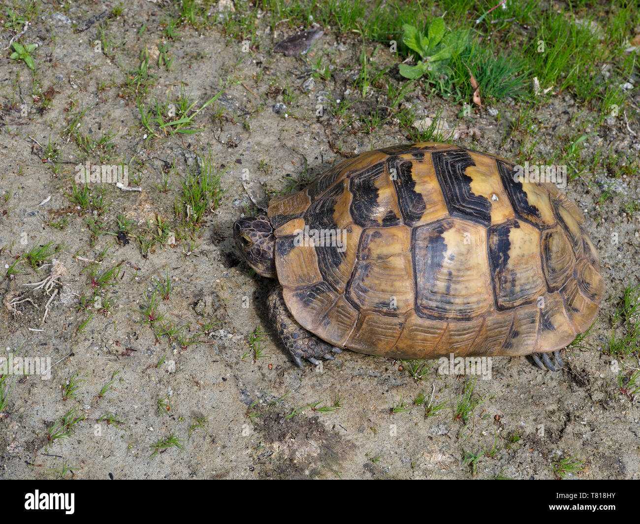 Spur-thighed tortoise or Greek tortoise, Testudo graeca, Bulgaria ...