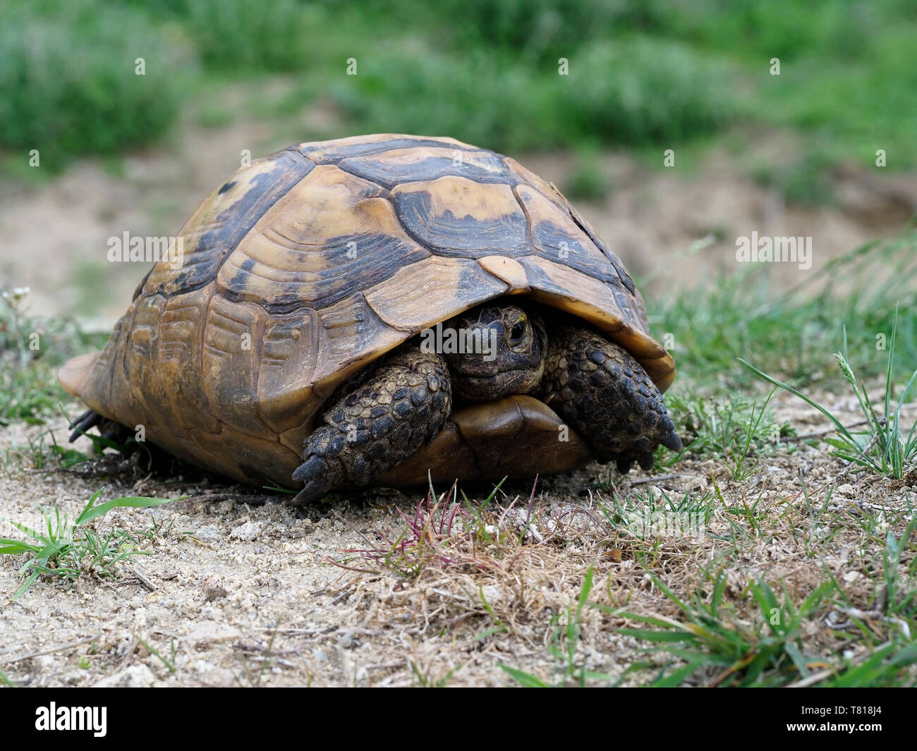 Greek Tortoise Testudo High Resolution Stock Photography and Images - Alamy