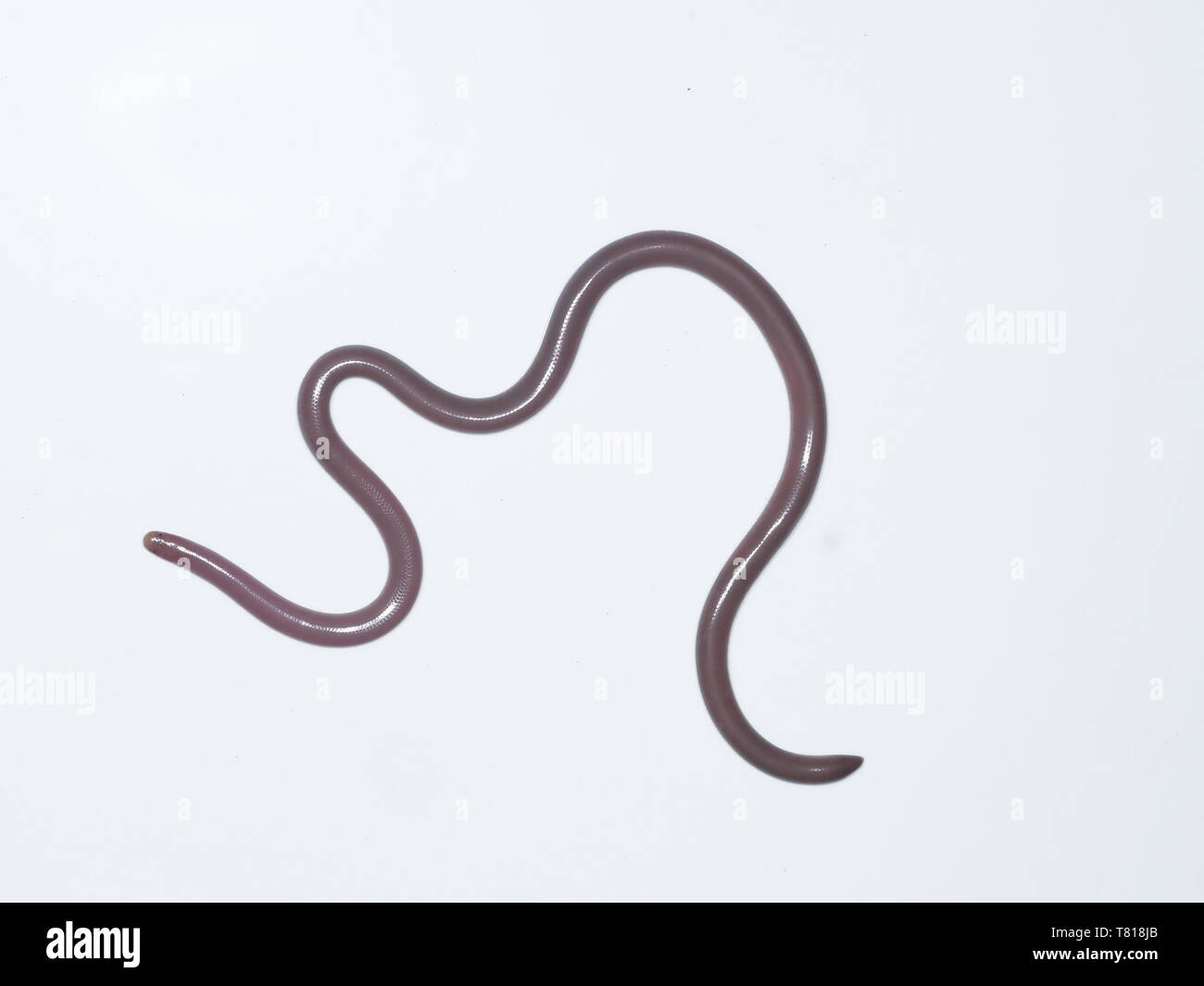 Snake typhlops vermicularis hi-res stock photography and images - Alamy