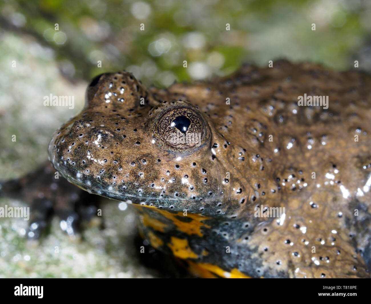 Yellow bellied toad bombina variegata hi-res stock photography and ...