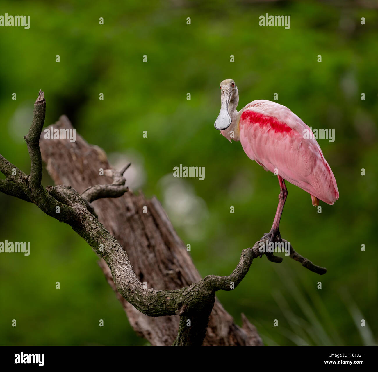Roseate Spoonbill in Florida Stock Photo - Alamy