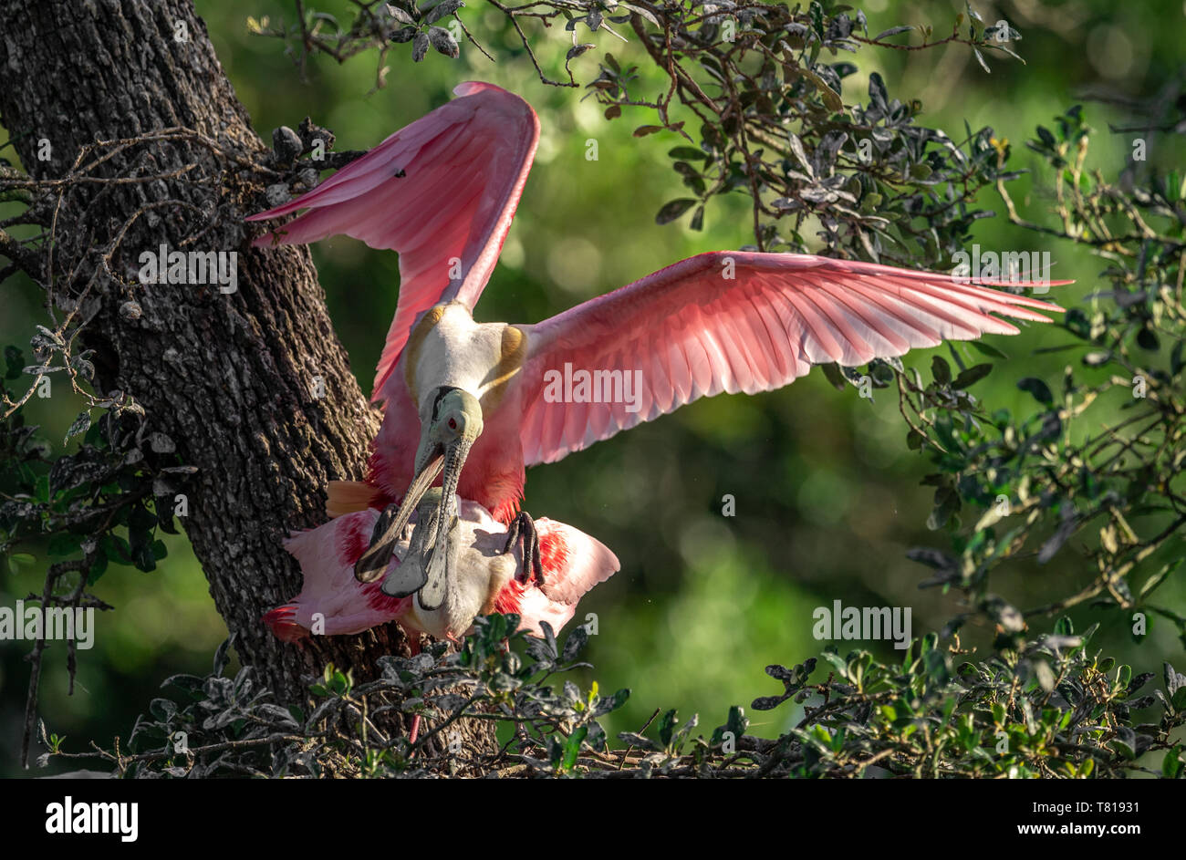 Spoonbill florida everglades hi-res stock photography and images - Alamy