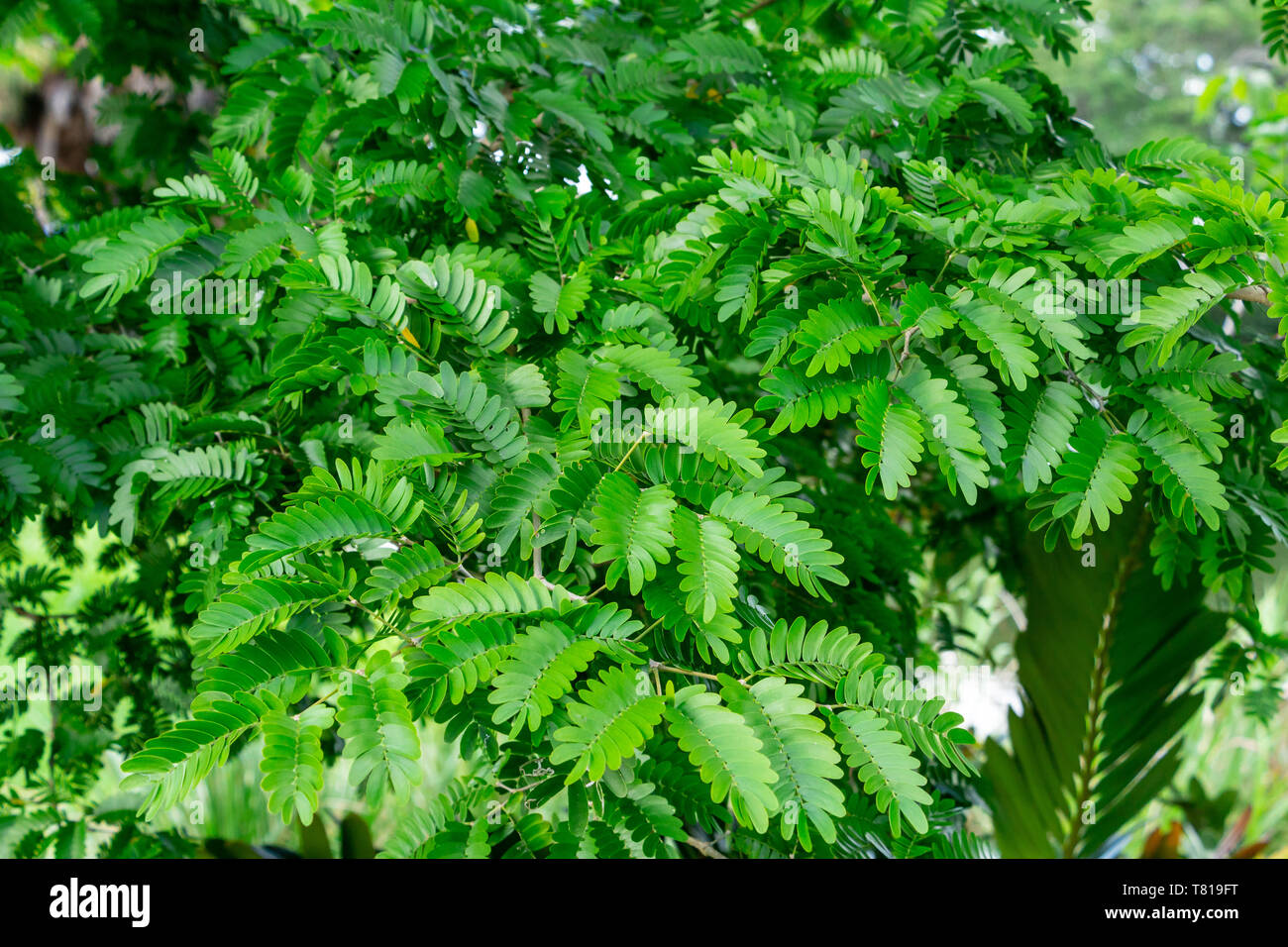 Verawood (Bulnesia arborea) leaves closeup - Pembroke Pines, Florida ...