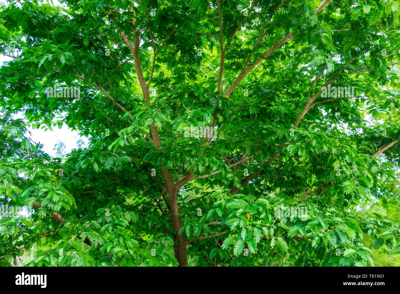 Verawood hi-res stock photography and images - Alamy