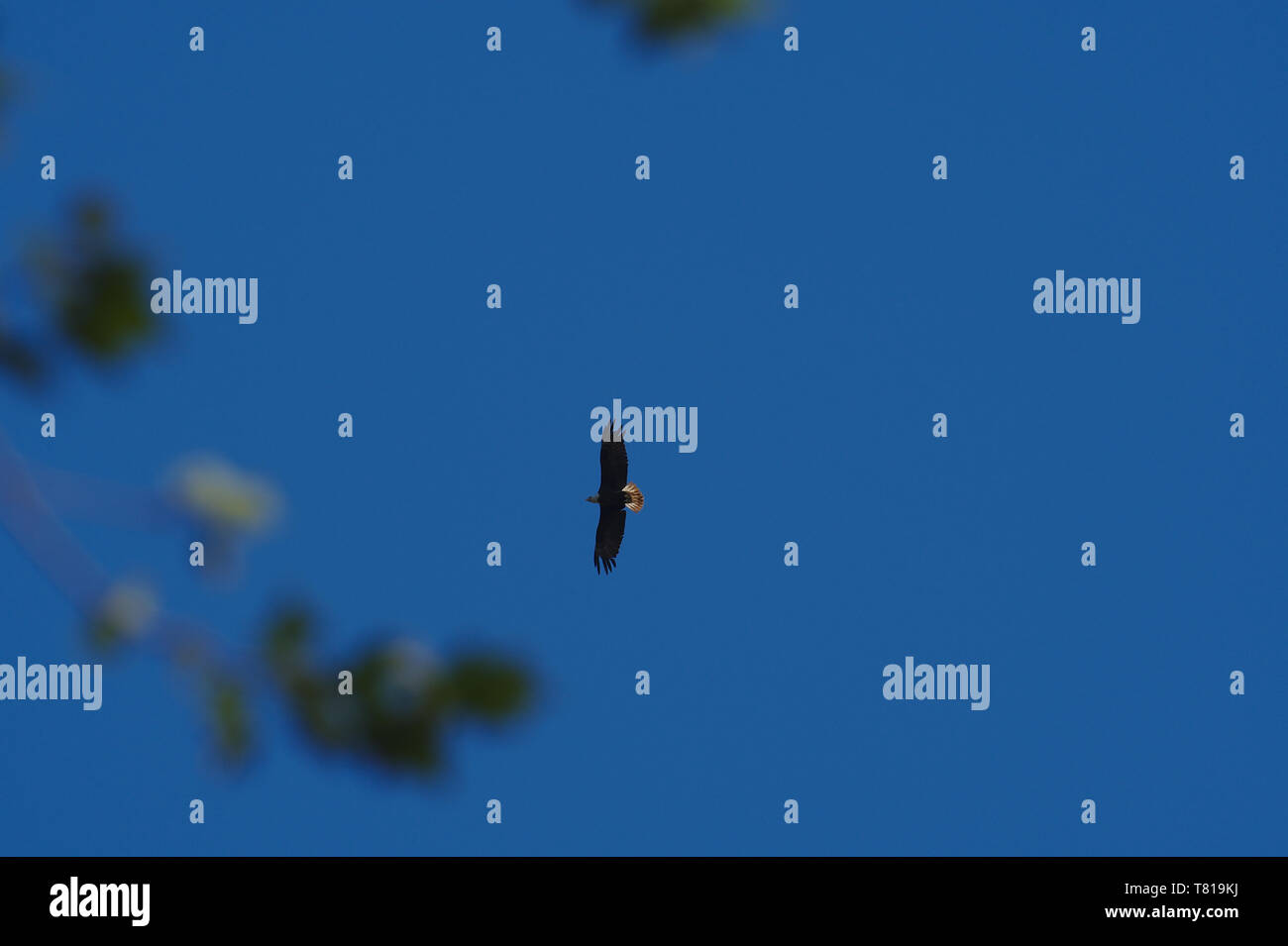 Bald Eagle flying above trees Stock Photo - Alamy