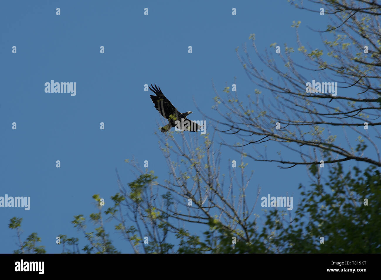 Bald Eagle flying above trees Stock Photo - Alamy