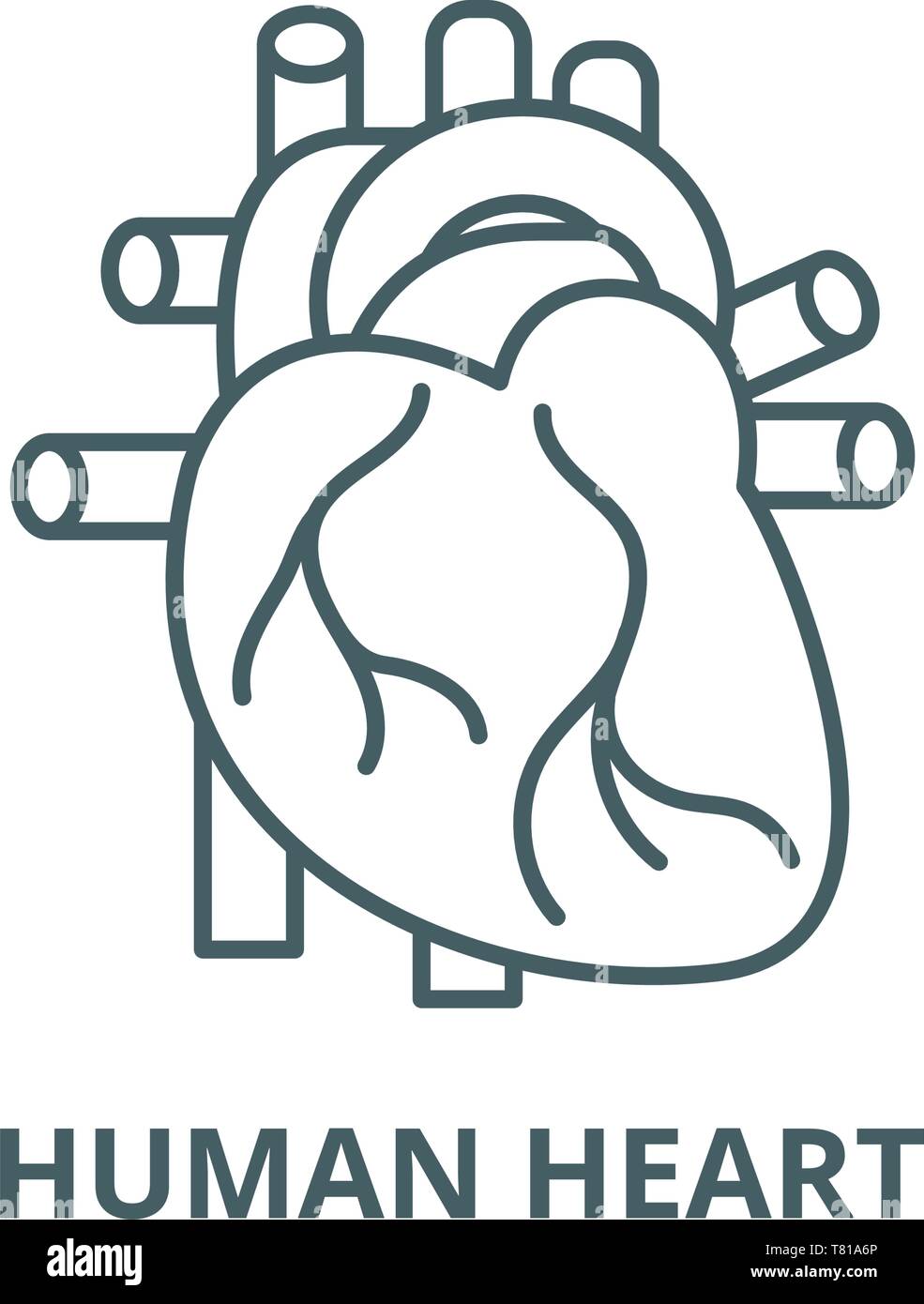 Human heart vector line icon, linear concept, outline sign, symbol ...
