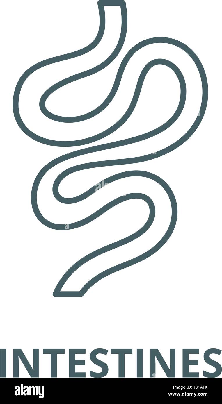 Intestines vector line icon, linear concept, outline sign, symbol Stock ...