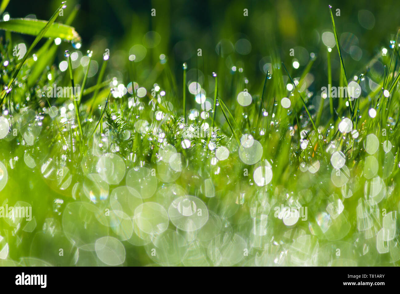 Grass With Dew Backgrounds