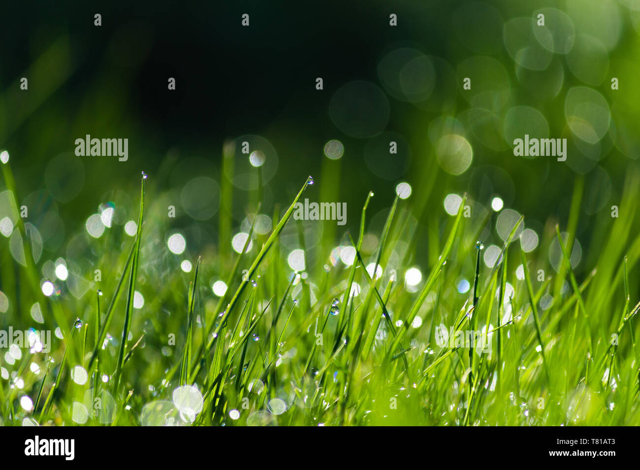 Grass With Dew Backgrounds