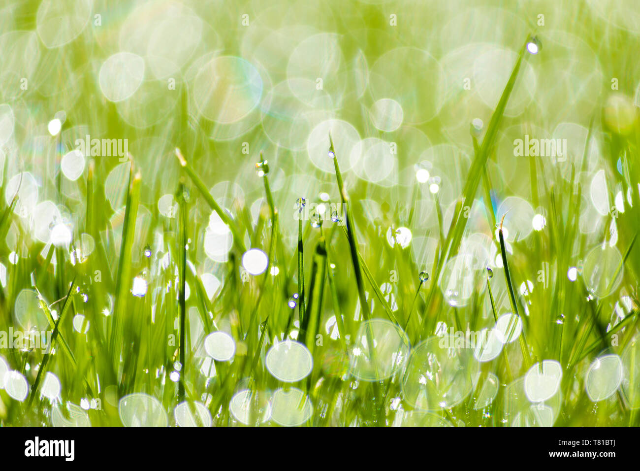 Grass With Dew Backgrounds