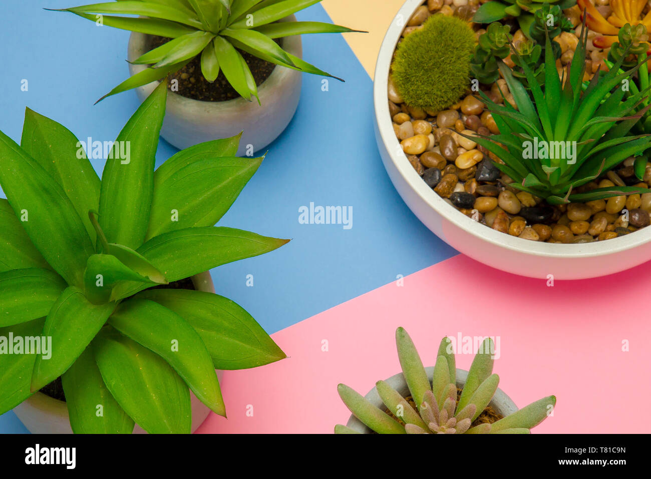 Succulent pot plants on pastel background, indoor decorative plants ...