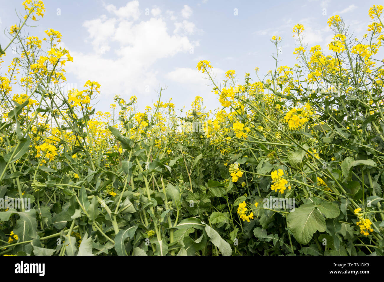 Rural landscape with yellow rape, rapeseed or canola field from below ...