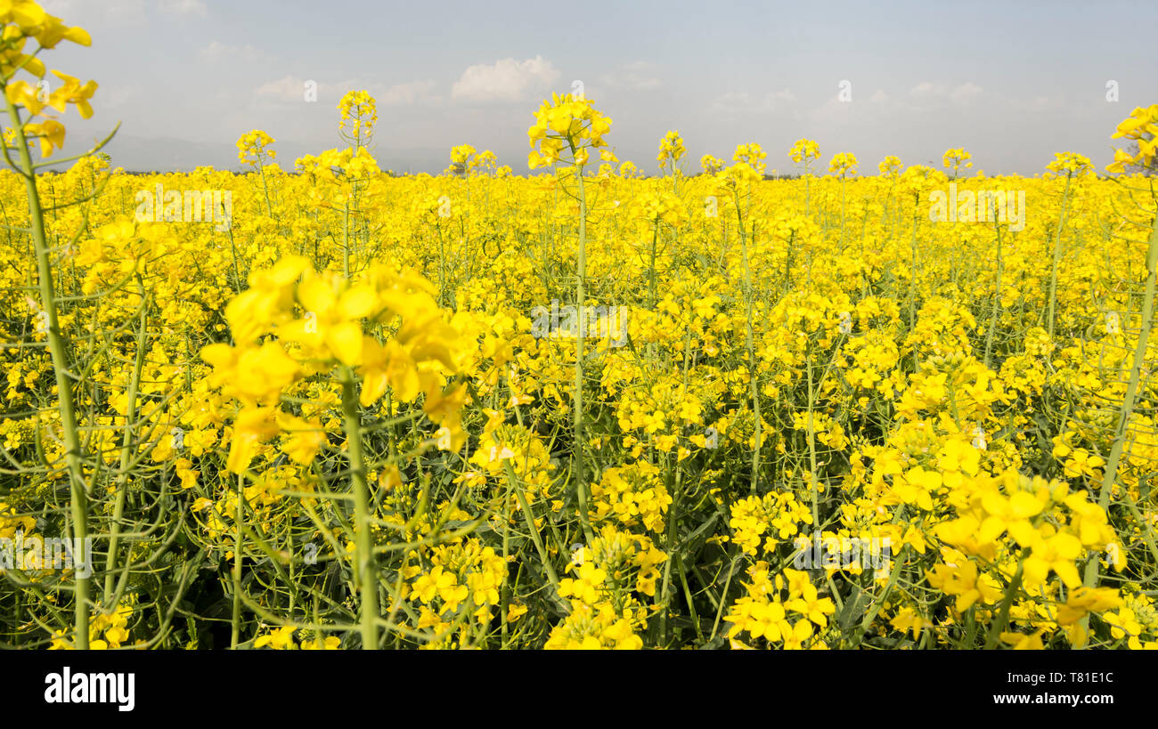 Canola oil seed tree hi-res stock photography and images - Alamy