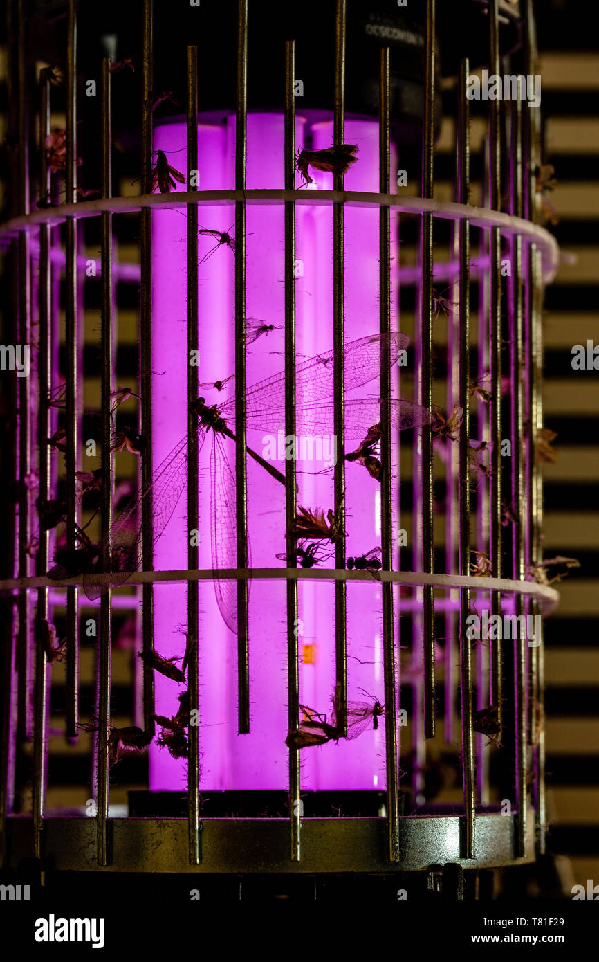 Dead insects captured on mosquito fly trap, silhouetted by the traps UV ...