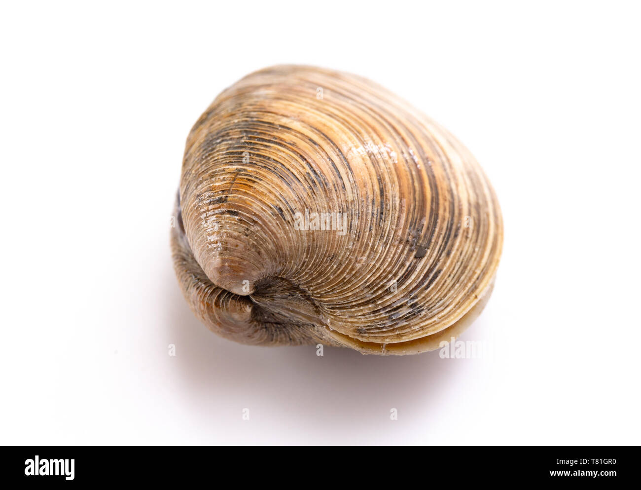 Clams Isolated on a White Background Stock Photo - Alamy