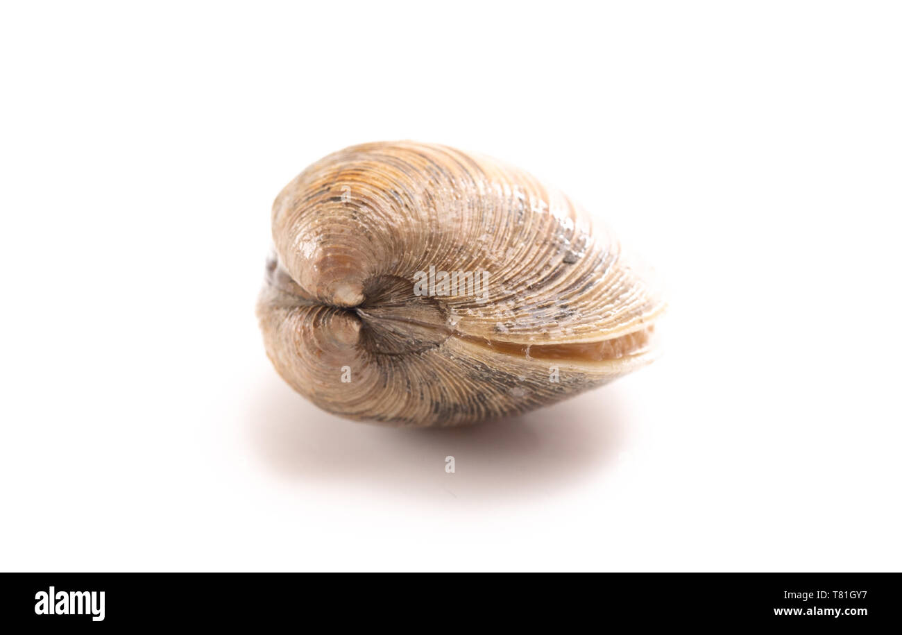 Freshwater clams hi-res stock photography and images - Alamy