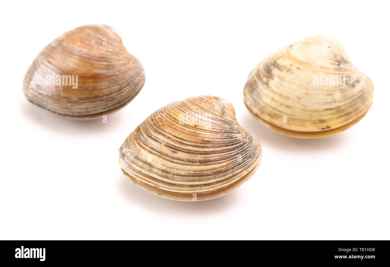 Clams on line hi-res stock photography and images - Alamy