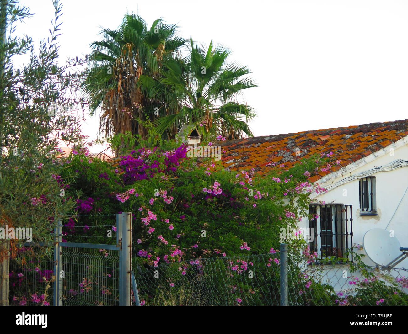 Overgrown farm house in rural Andalusian countryside Stock Photo - Alamy