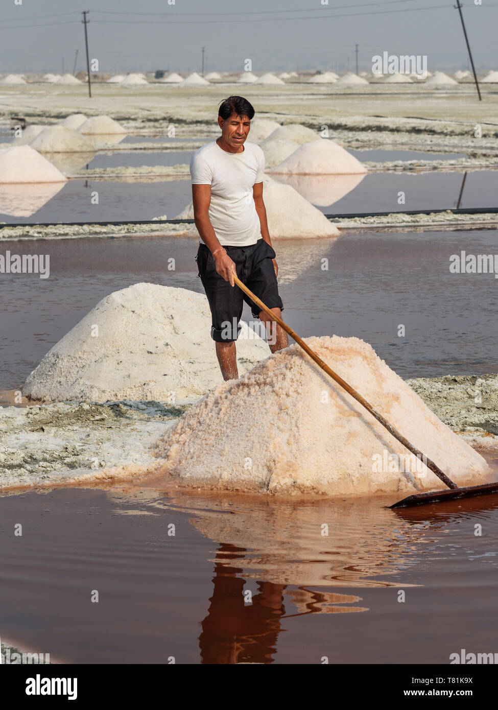 Sambhar, India - February 04, 2019: Indian man mining salt on Sambhar ...