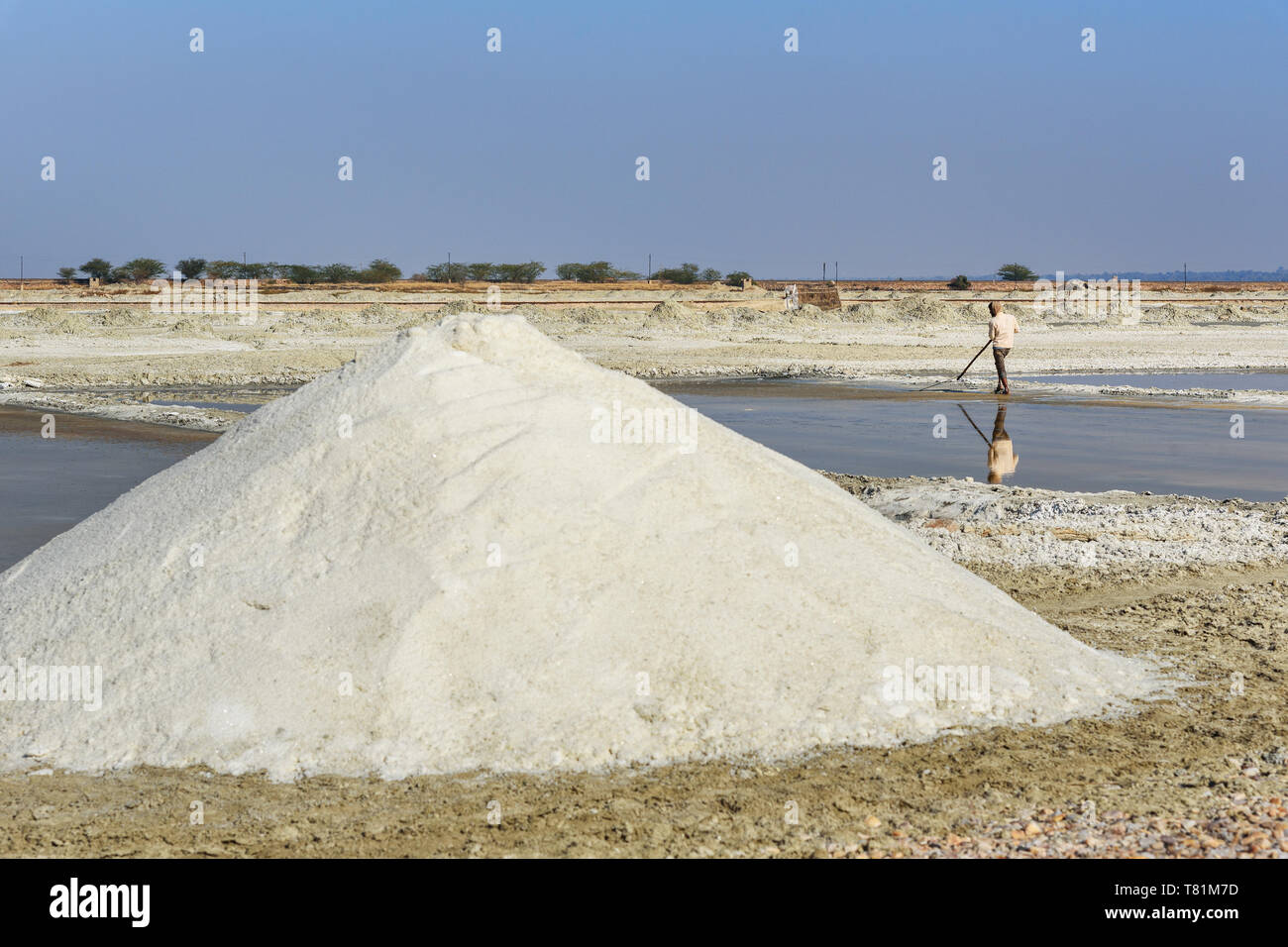 Harvesting Rajasthan India High Resolution Stock Photography and Images ...
