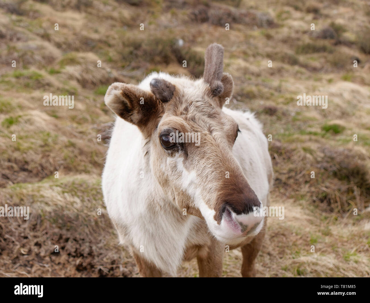 Scottish reindeer hi-res stock photography and images - Alamy