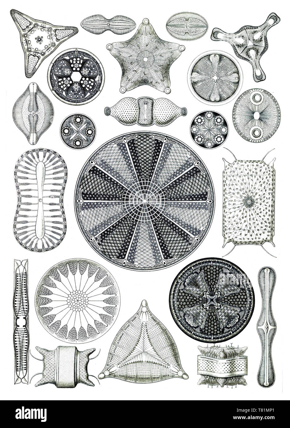 Ernst Haeckel, Diatoms, Microalgae Stock Photo - Alamy
