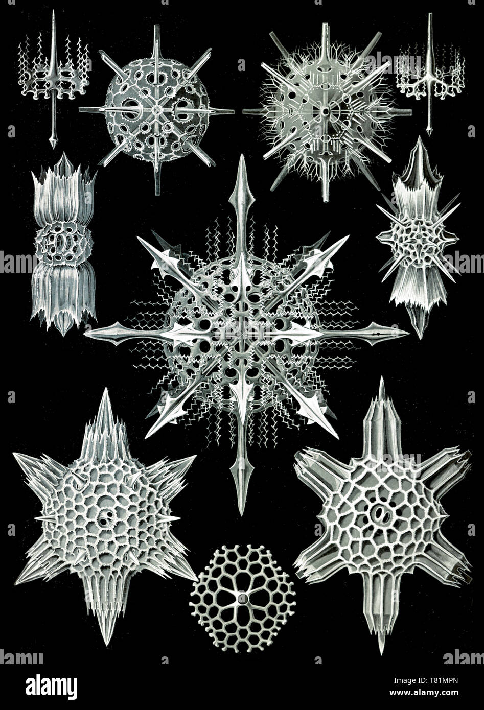 Radiolaria hi-res stock photography and images - Alamy