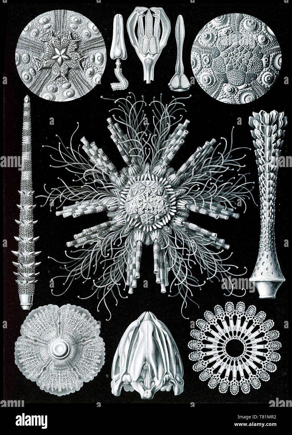 Ernst Haeckel, Echinoidea, Sea Urchins and Sand Dollars Stock Photo - Alamy
