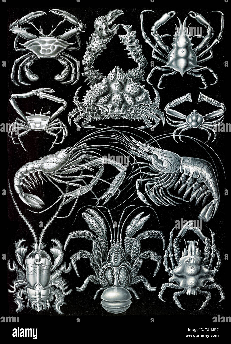 Ernst Haeckel, Decapoda, Crabs Stock Photo - Alamy