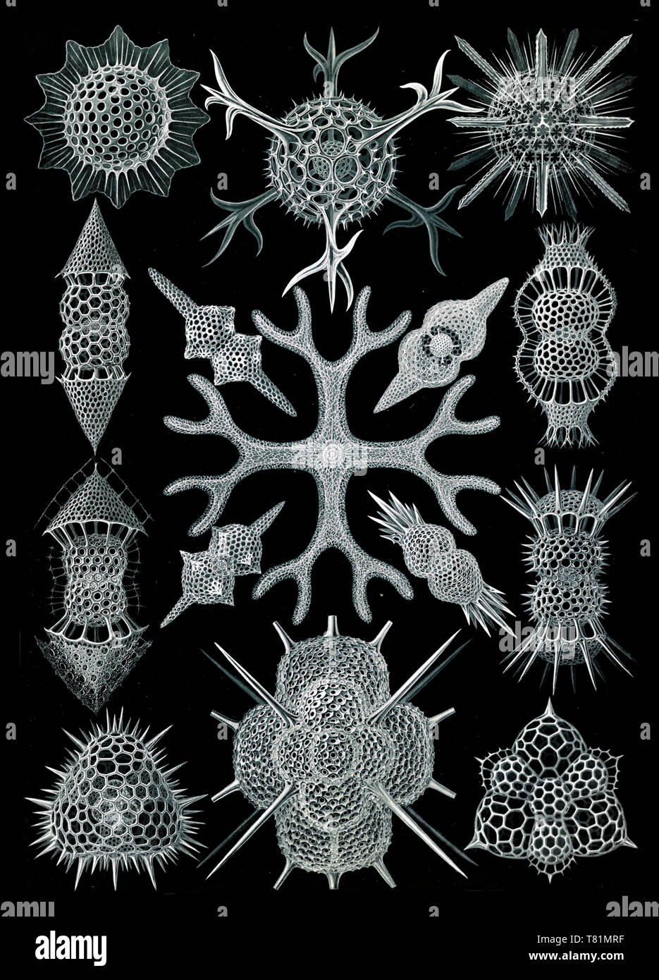 Ernst Haeckel, Spumellaria, Radiolarians Stock Photo - Alamy
