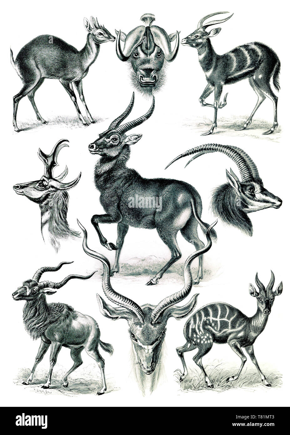 All antelopes hi-res stock photography and images - Alamy