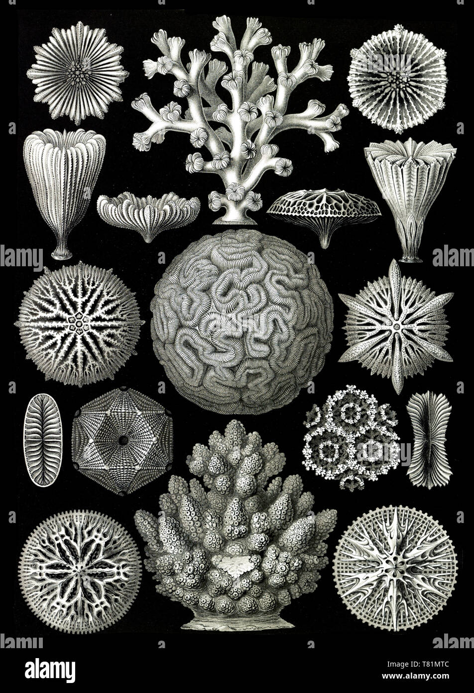 Ernst Haeckel, Hexacorallia, Corals Stock Photo - Alamy