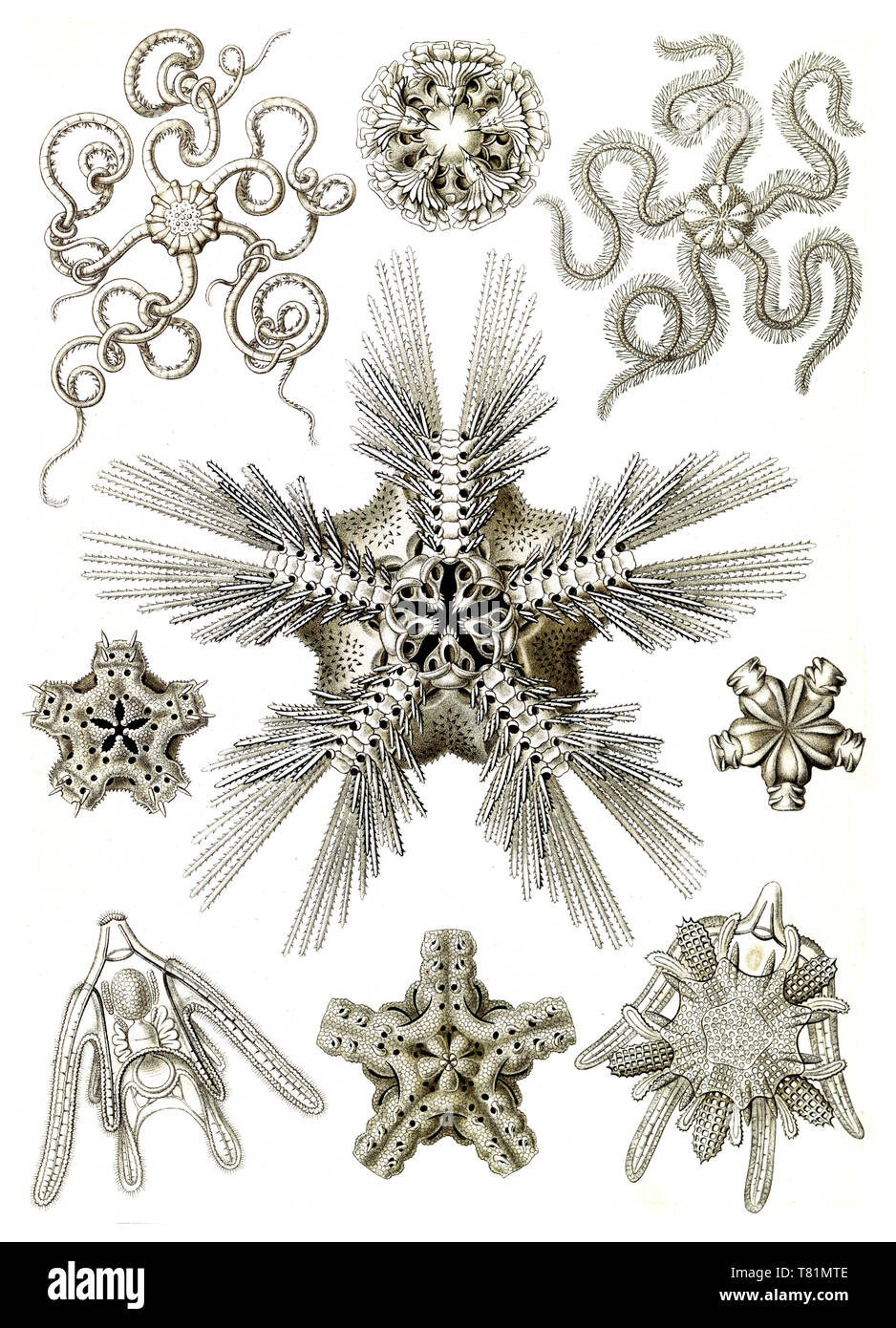 Ernst Haeckel, Ophiuroidea, Brittle Stars Stock Photo - Alamy