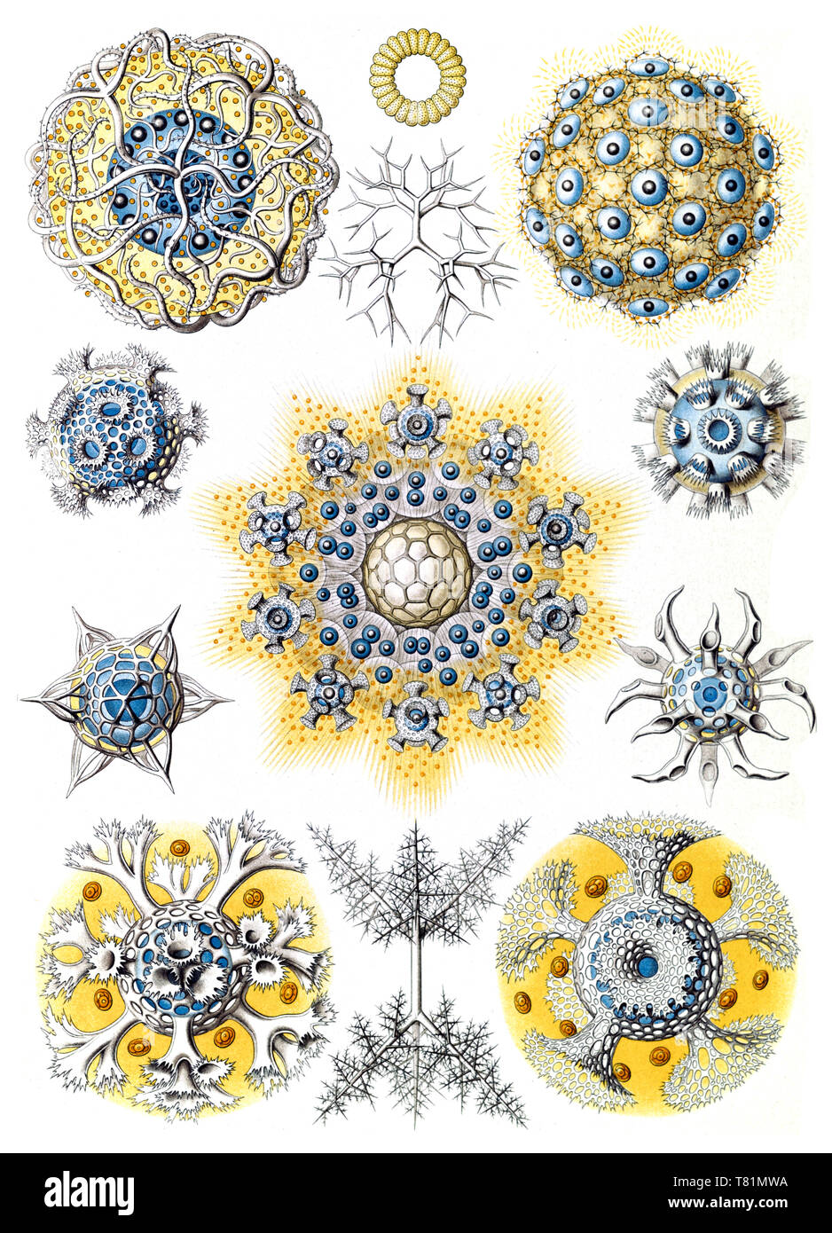 Bryozoan illustration hi-res stock photography and images - Alamy