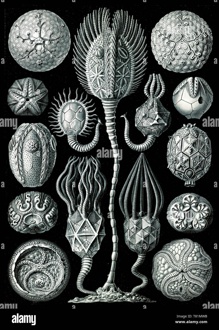 Ernst Haeckel, Cystoidea, Extinct Echinoderm Stock Photo - Alamy