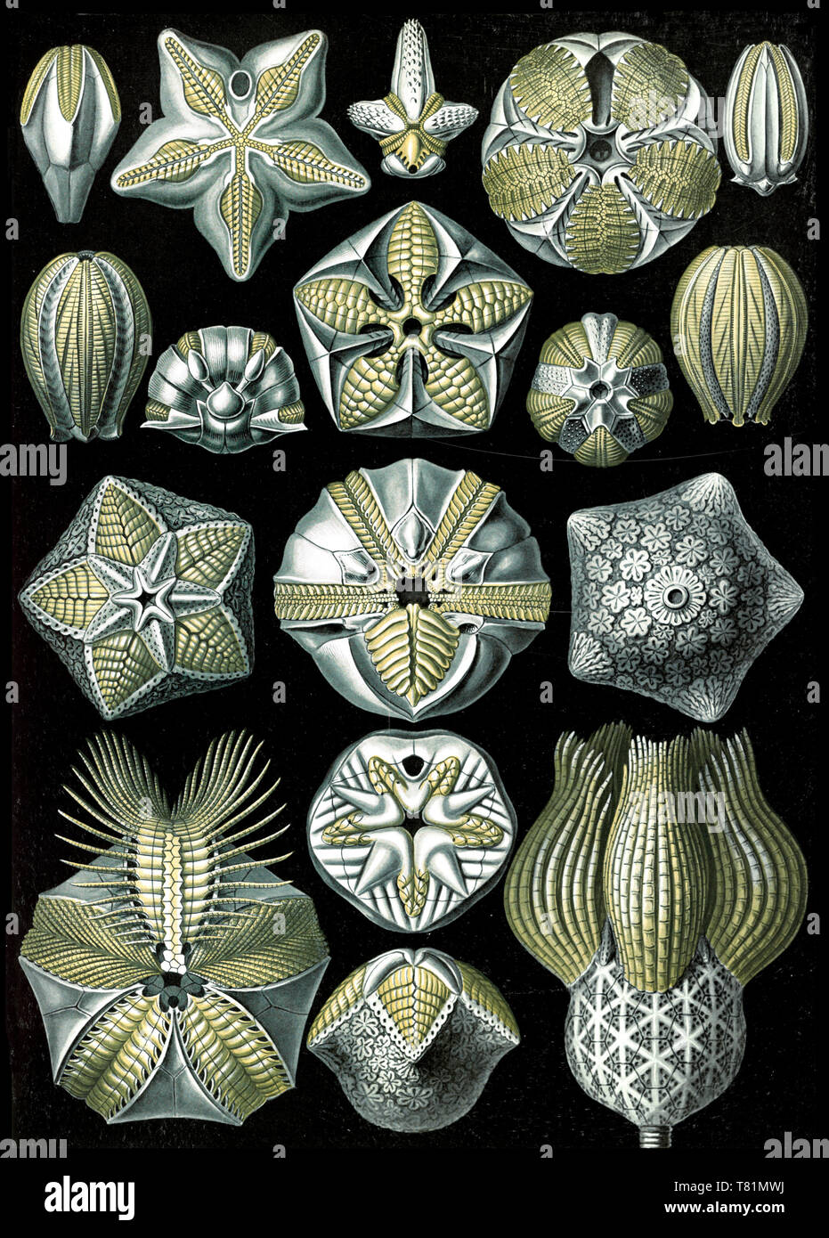 Ernst Haeckel, Blastoidea, Extinct Sea Buds Stock Photo - Alamy