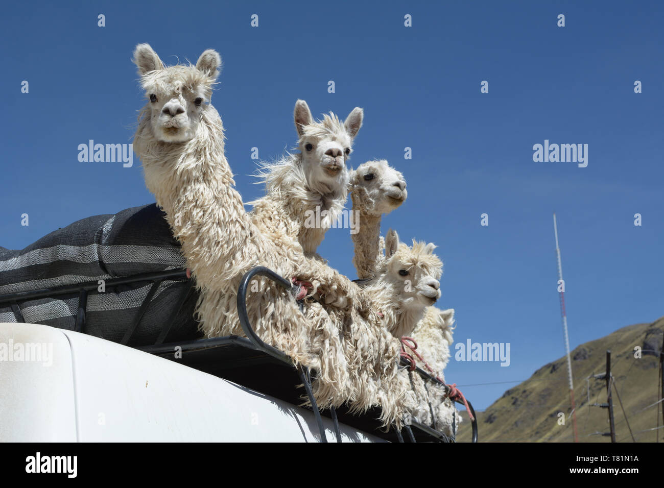 Group of Alpacas on the roof of the vehicle Stock Photo - Alamy