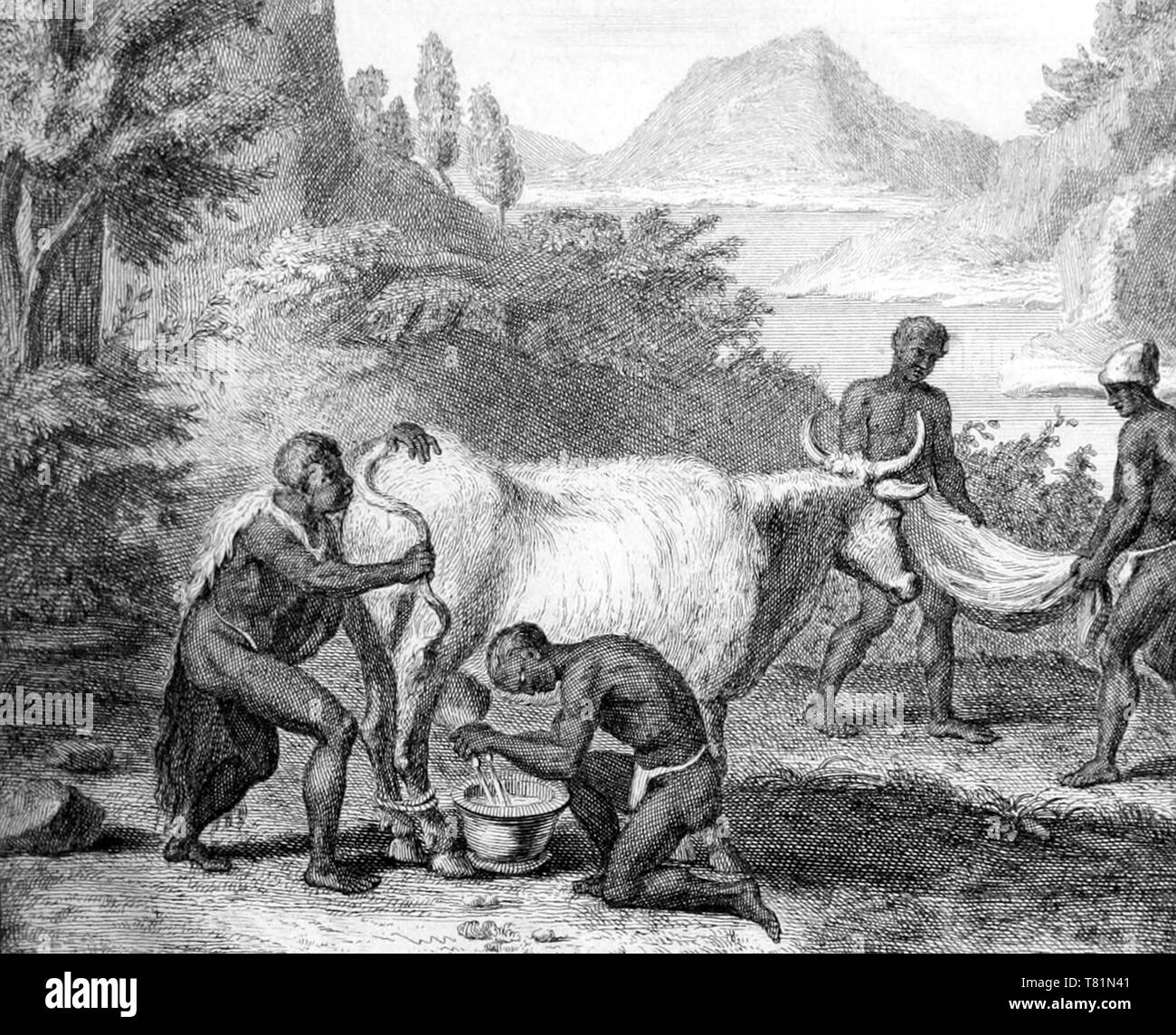 Cow black man south africa hi-res stock photography and images - Alamy